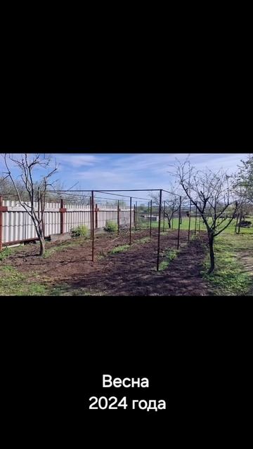 Краткая история одного виноградника