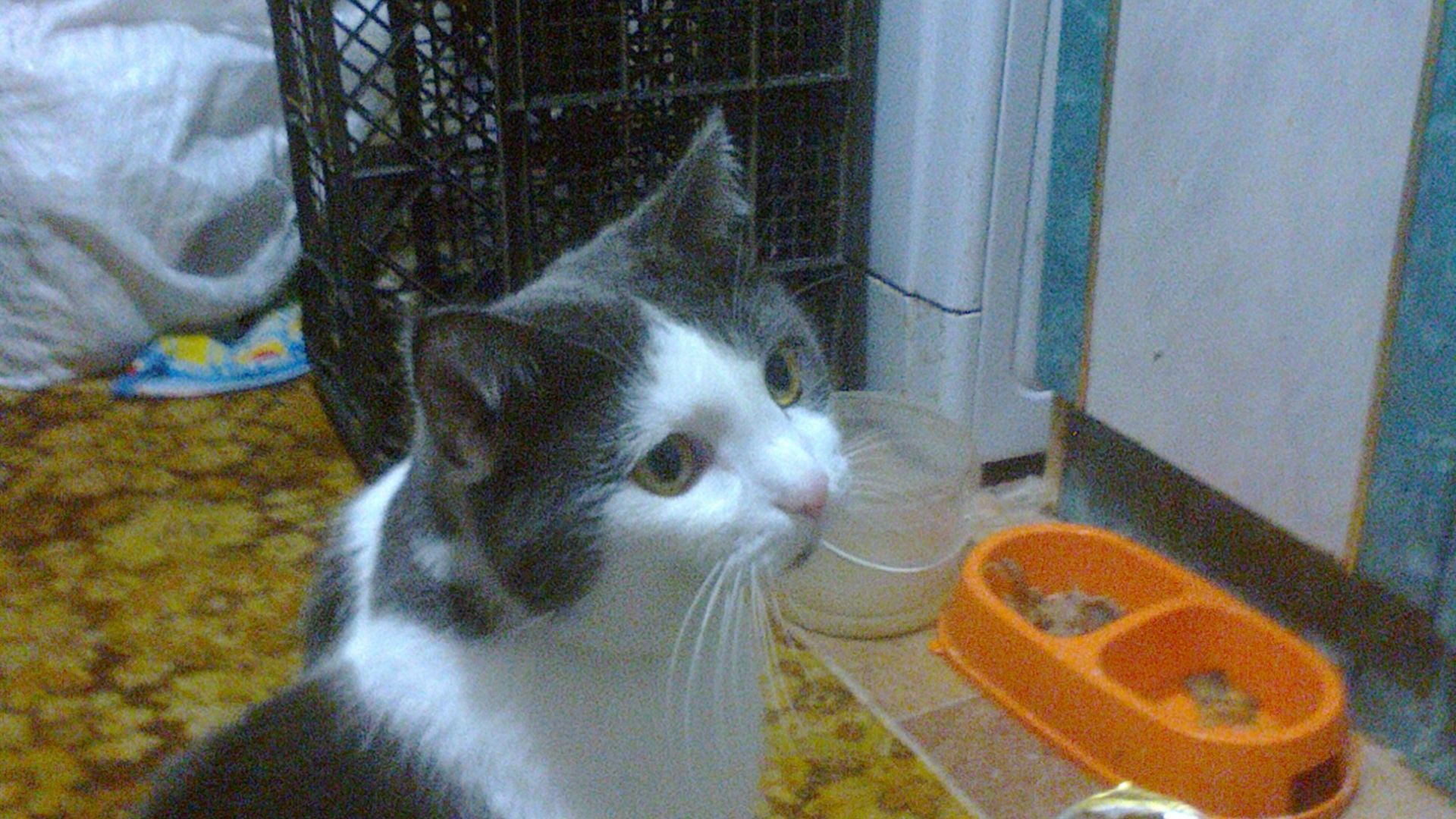 Милый масенька мой котик