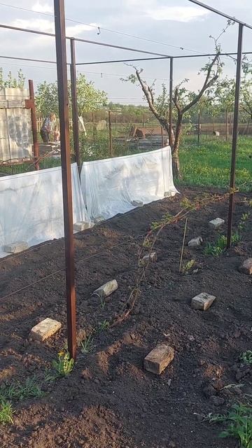 Весенние укрытие винограда в 2025 году