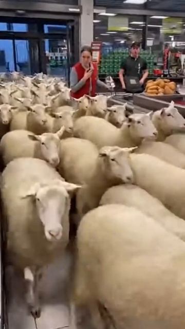 Срочно в Германии! Овцы захватили супермаркет 🐑🏪