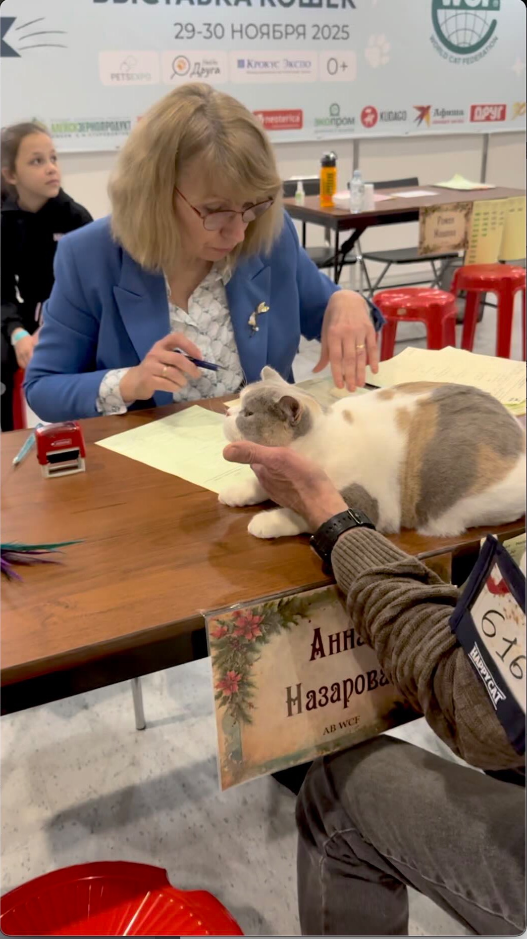 Британская кошка Izuminka High Class на экспертизе у судьи Анны Назаровой