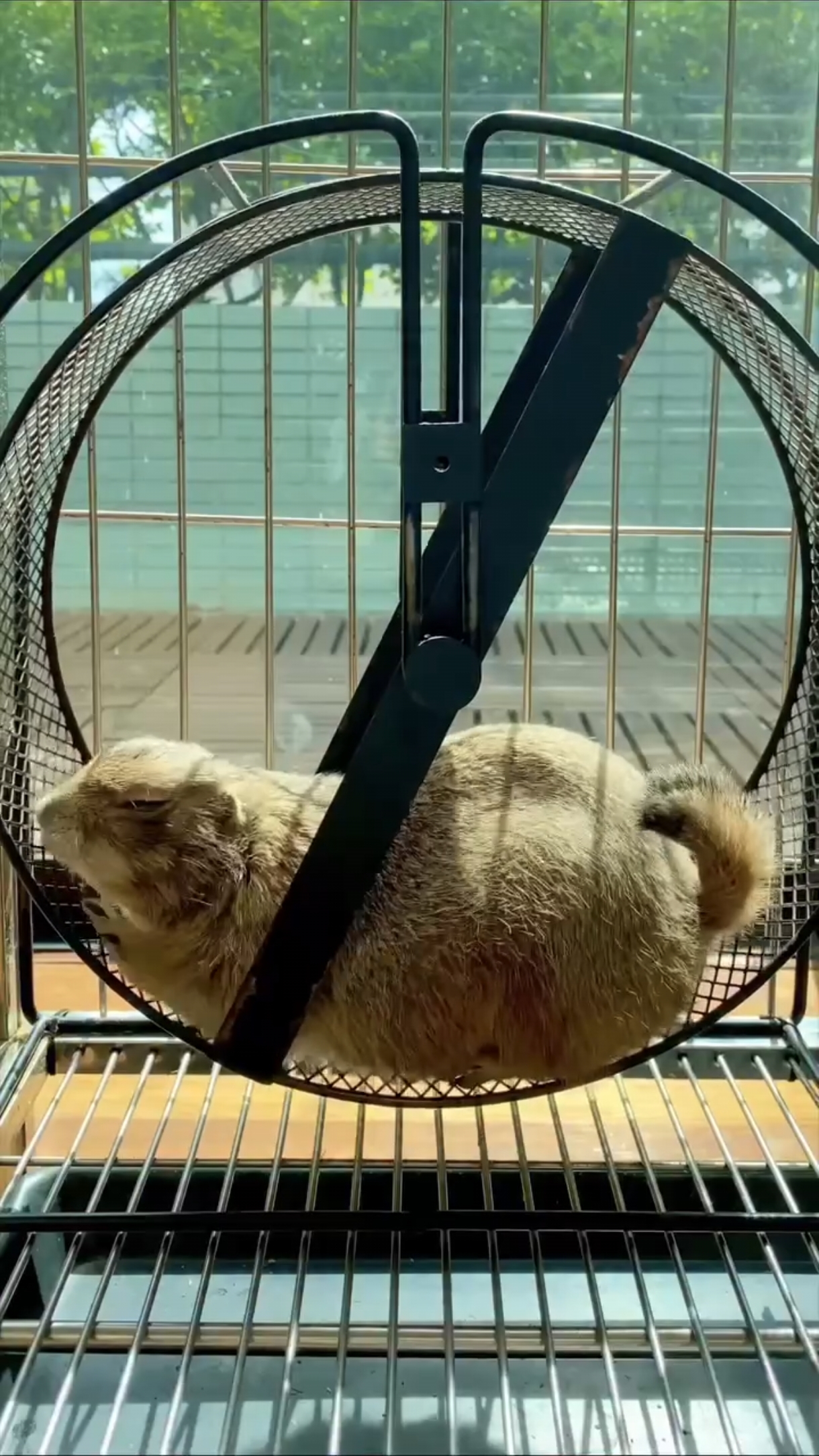 Когда переоценил свои силы...💪