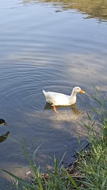 Утки на Черепашьем озере в Тбилиси 19.08.2025