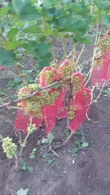 Удаление листье вокруг ягод винограда