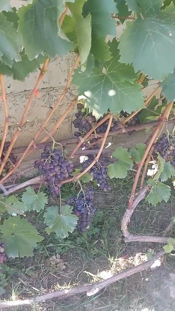 Работа на винограднике осенью в 2025 году