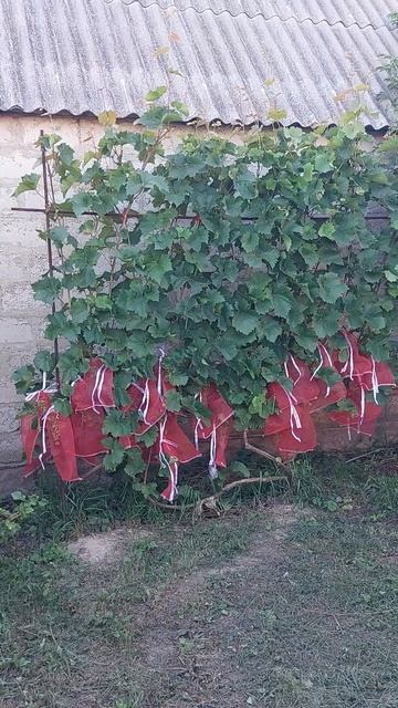 Защита винограда от ос в 2025 году