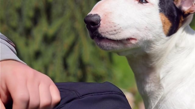 миниатюрный бультерьер