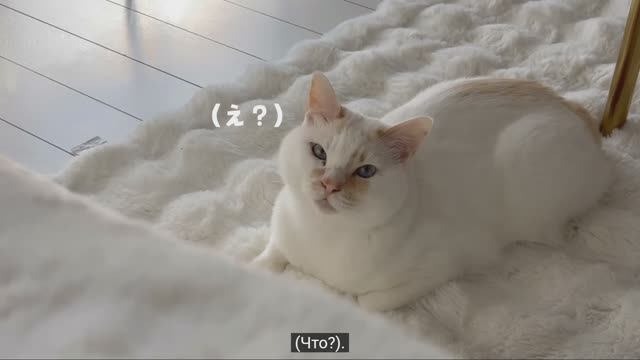 После Нового года спокойный день с 3 кошками и покупками