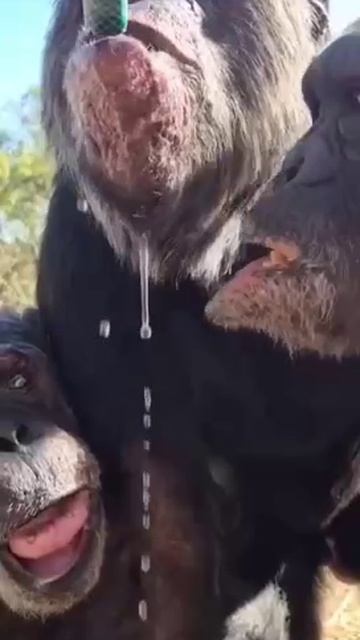 🐒 Забавные обезьянки устроили «водопой»: смотрите, как они смешно пьют воду из струйки!