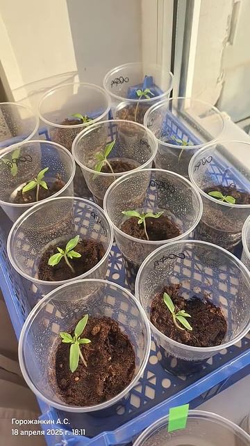 Выращивание помидор в стаканах на подоконнике