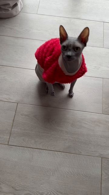 Наша кошка без одежки в эту зиму замерзает в Севастополе! Леди в красном) #сфинкс