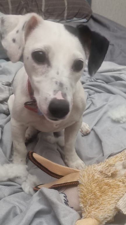 смешное видео