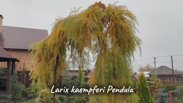Larix kaempferi Pendula