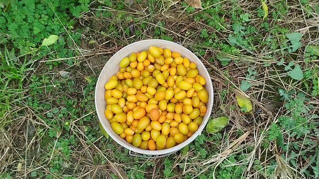 Кумкват по 250 руб за кг