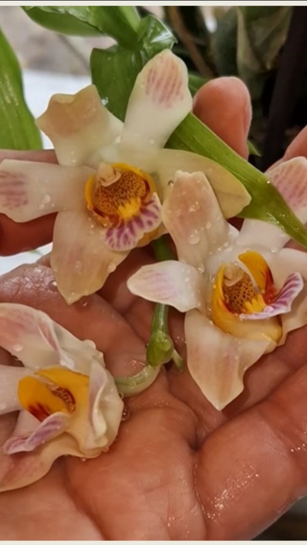 Хизис Лимингхей орхидея. Chysis limminghei #Chysis limminghei