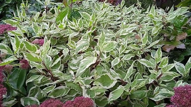 Дерен белый: элегантный кустарник для малоуходного сада