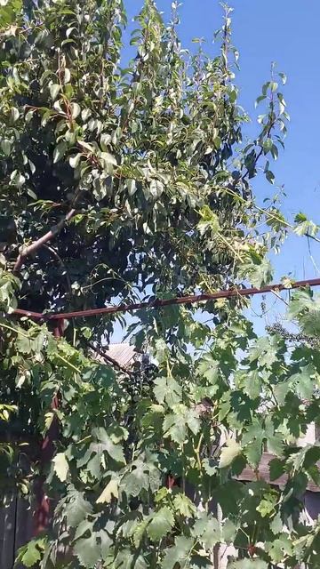 Прищипка и чеканка винограда в 2025 году