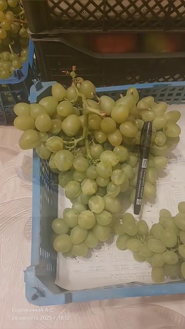 Сбор винограда 2025 год