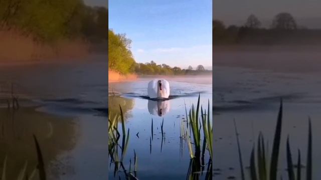 Йәнбикә Хәсәнова - Ауылым - шишмәләр иле