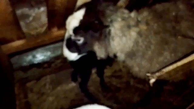 Пришли мы на дойку, а нас встречает такое...