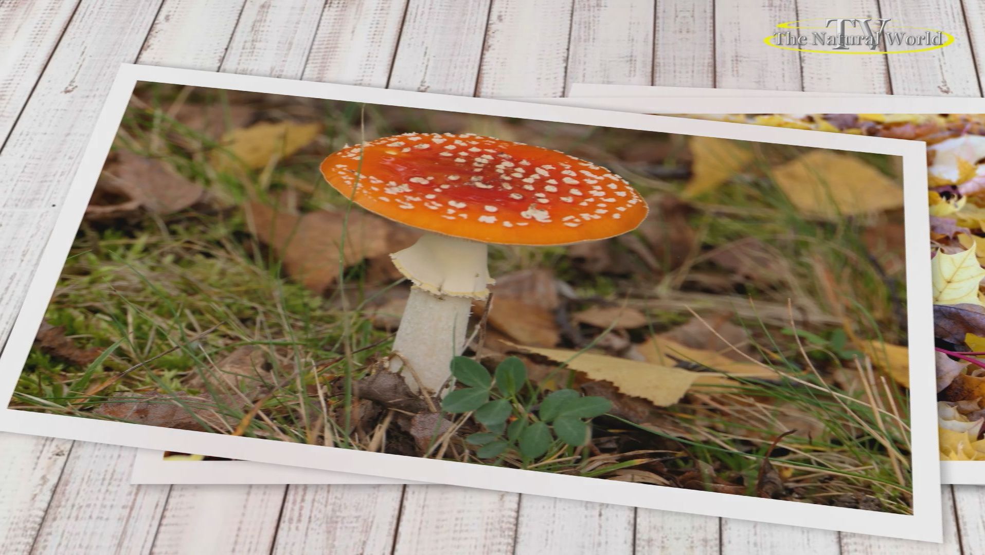 🌲🍁🍄Золотая "Осень"🍁🌳🍄Прогноз погоды 📺 на сентябрь месяц 🍂🍃🍂 /Грибная пора/.🍄