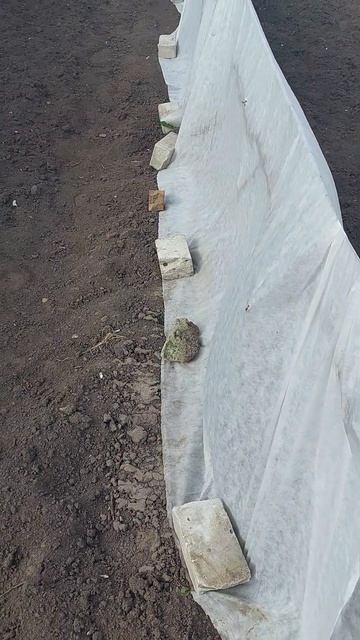 Планы на восстановление винограда в 2025 году