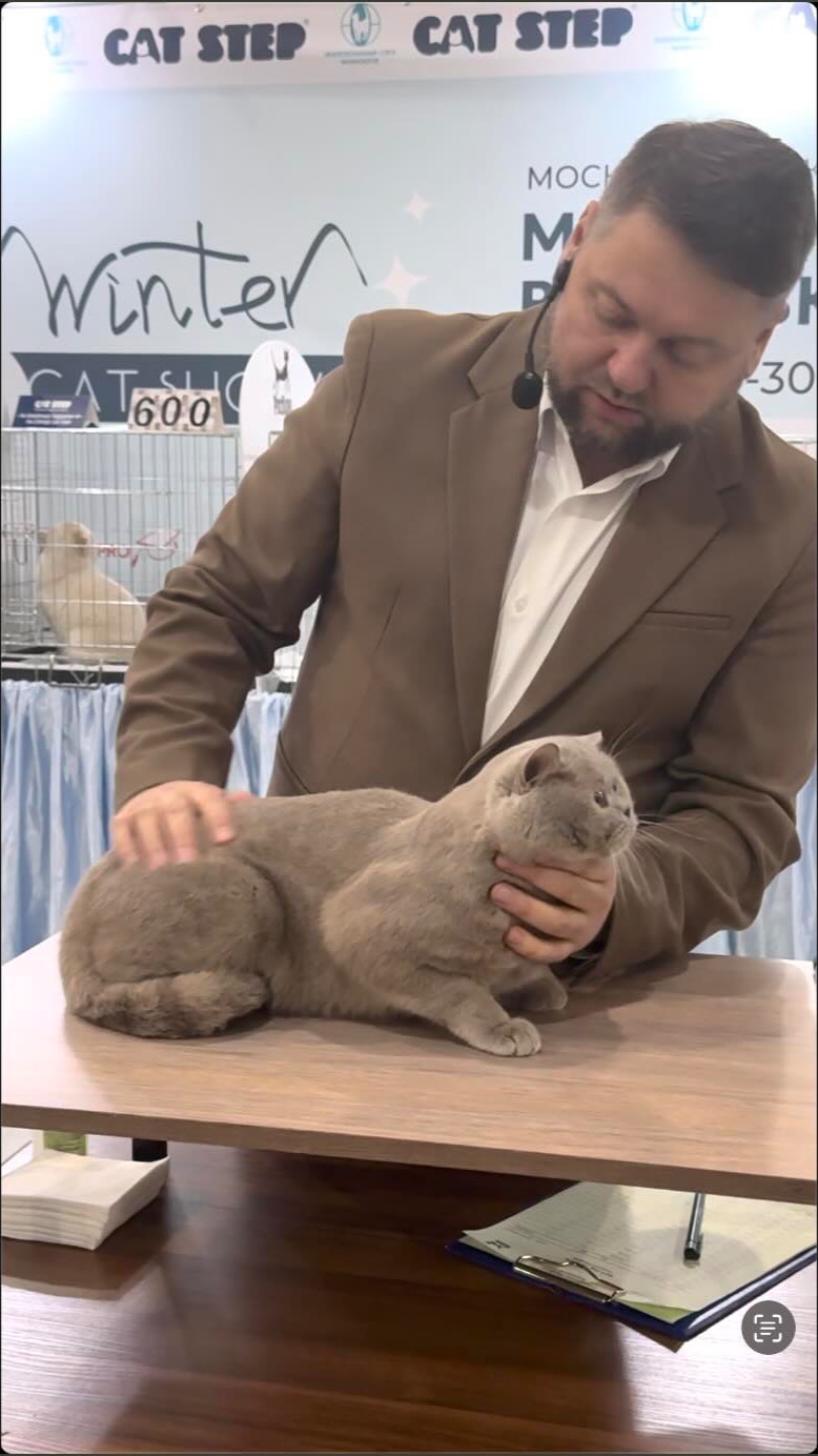 Британский кот Ch. Izmir Bella Rossi Junior на шоу у судьи Романа Ниценко