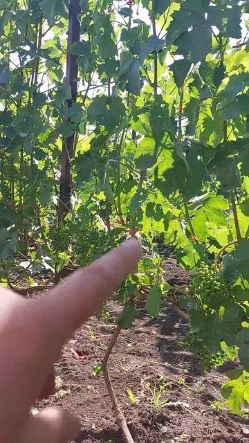 Нормировка гроздьями винограда в 2025 году