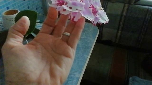 Волшебный цветок- не цветок, а музыка!