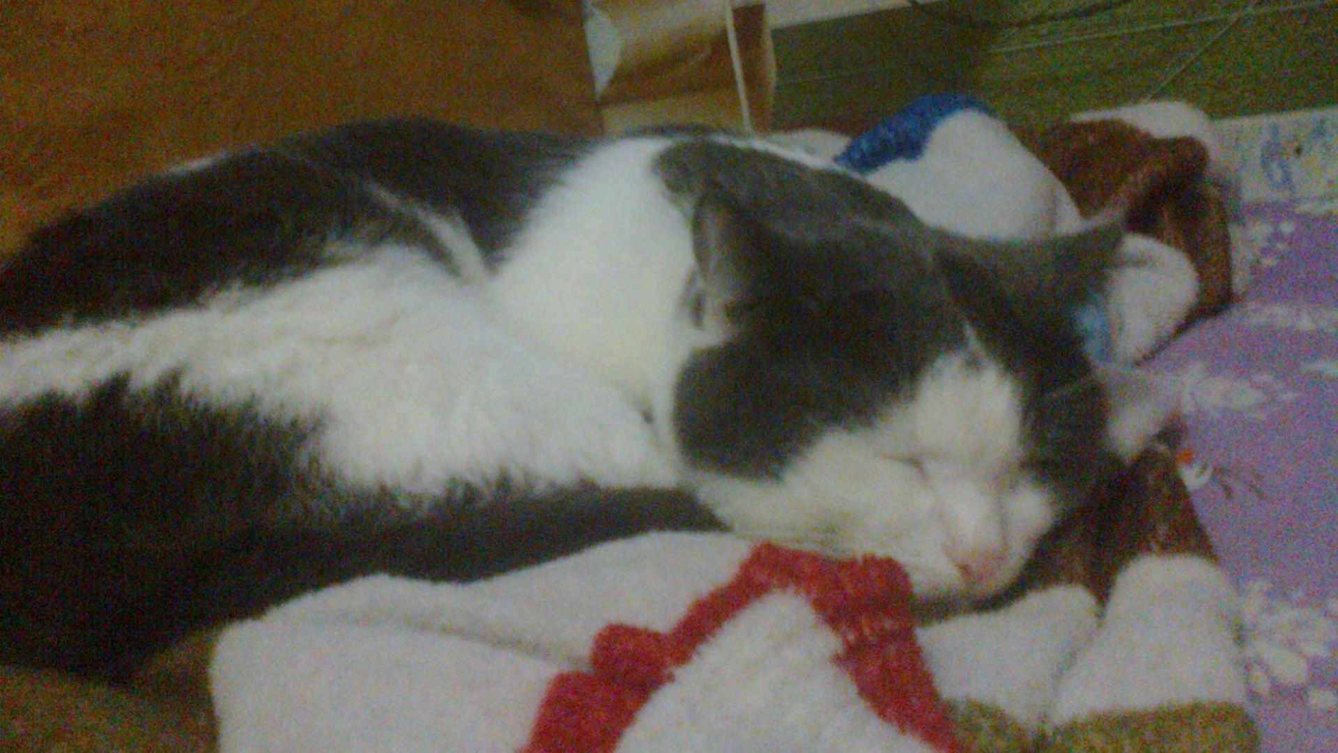 Это моё последнее видео с веб камерой ): (в этом видео будет масик)