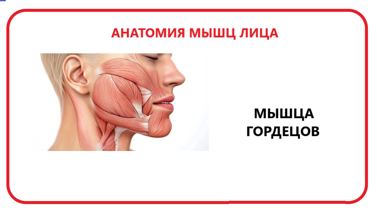 Мышца гордецов