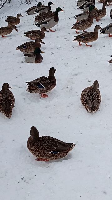 Как зимуют утки?