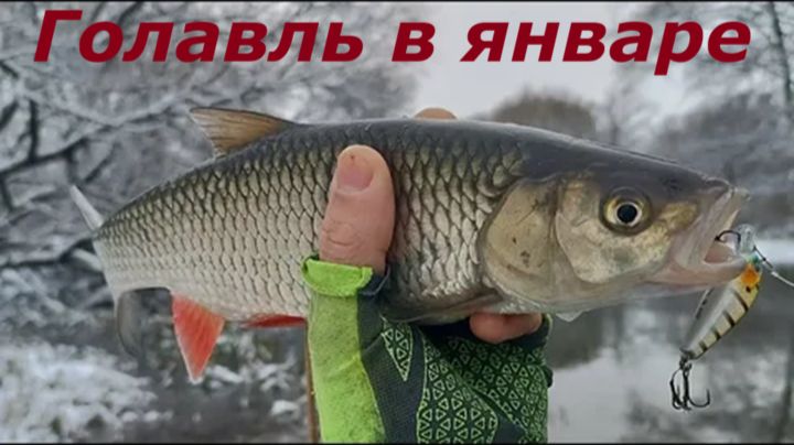 КАК ЛОВИТЬ ГОЛАВЛЯ в ЯНВАРЕ? НАЖИВКИ и СНАСТИ для ЛОВЛИ ГОЛАВЛЯ. МЕСТА ДЛЯ РЫБАЛКИ ЗИМОЙ