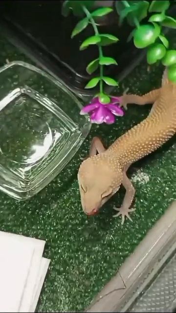 Первое кормление в новом доме эублефара. ЭУБЛЕФАР АСТРА!!!