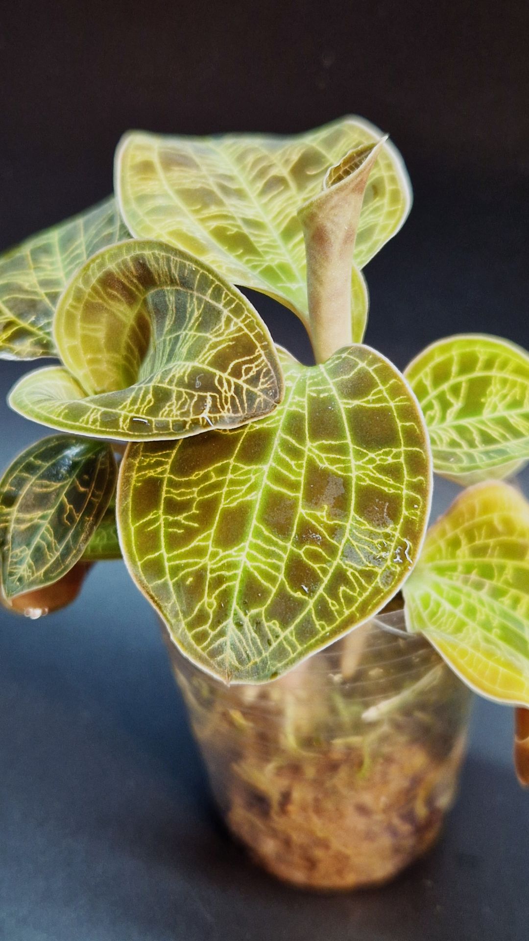 Макодес петола. Драгоценная орхидея. #Macodes_petola