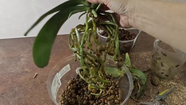 12-01-2026..пересадка Орхидеи  из керамзита в кору.