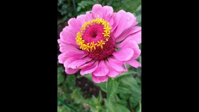 ЦИНИИ В МОЁМ  САДУ.