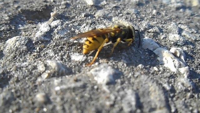 Последние мгновения жизни Осы.