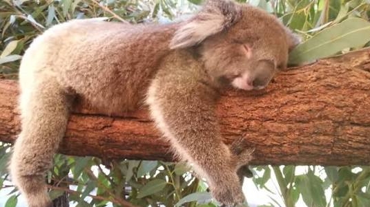 ПОСЛЕ ТРУДНОГО и БЛАГОТВОРНОГО ДНЯ, ВСЕ хорошо С П Я Т!