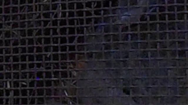 Кролик ест сено