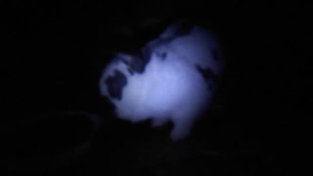 Кролик породы  "Бабочка"