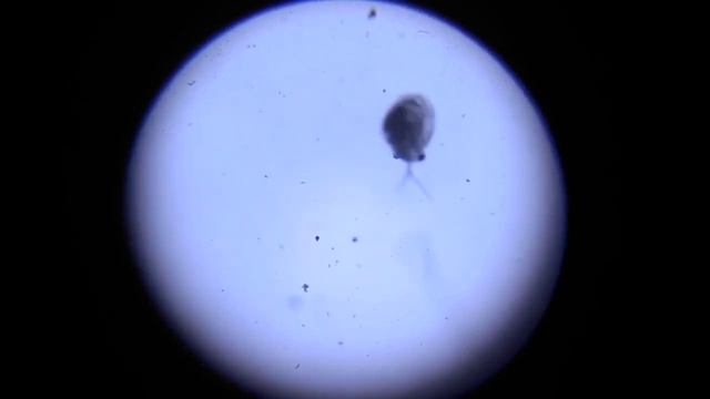 Веслоногий рачёк или Simocephalus