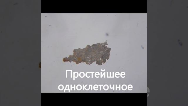 Микробиология Проба воздуха взятая с 6 00 12,01,25 по 16 00 12,01,25 отн влаж  95% температура +2  1