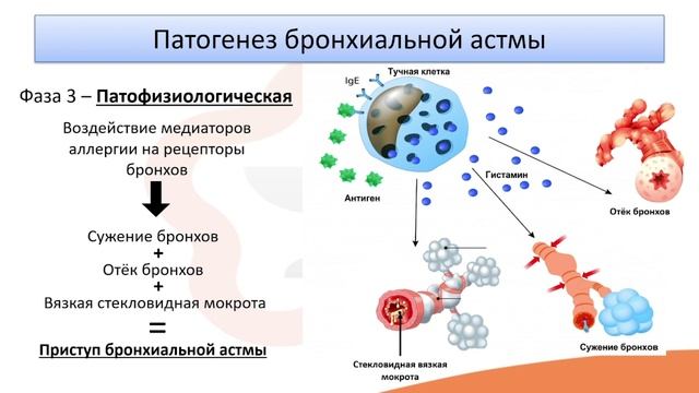 Лекция 4.5 Бронхиальная астма