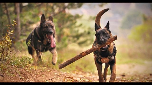 Сильная старость