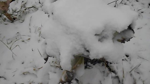 Выкалывание кочанов