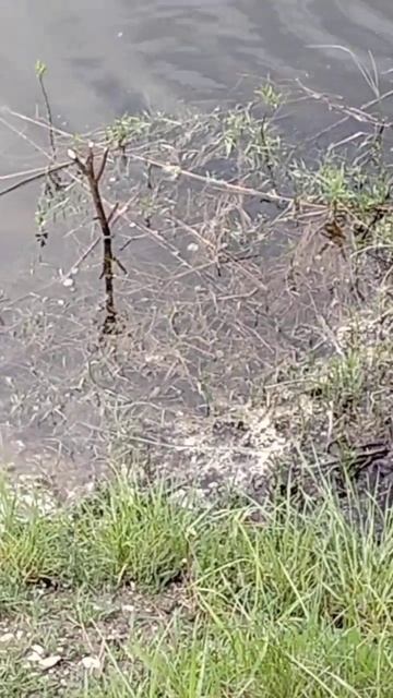 плотва плещется