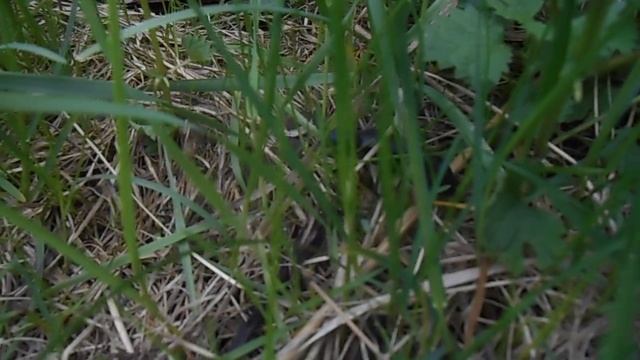 Бегающее насекомое Биология 19 05 25