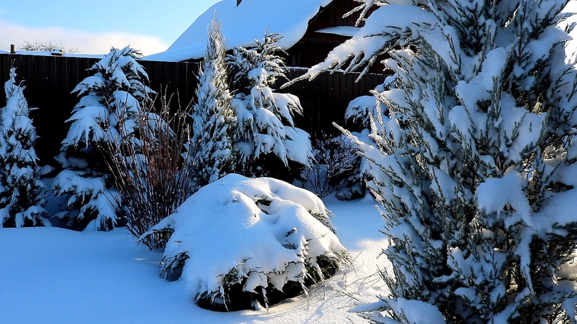 ЗАСНЕЖЕННЫЙ МОЖЖЕВЕЛОВЫЙ САД. 11.01.2026г.