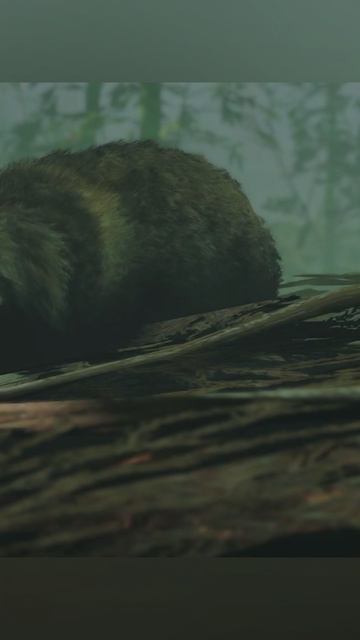 Тануки- Assassin Creed Shadows